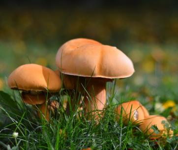 🍄Le champignon bon pour la santé - 7 variétés sélectionnées